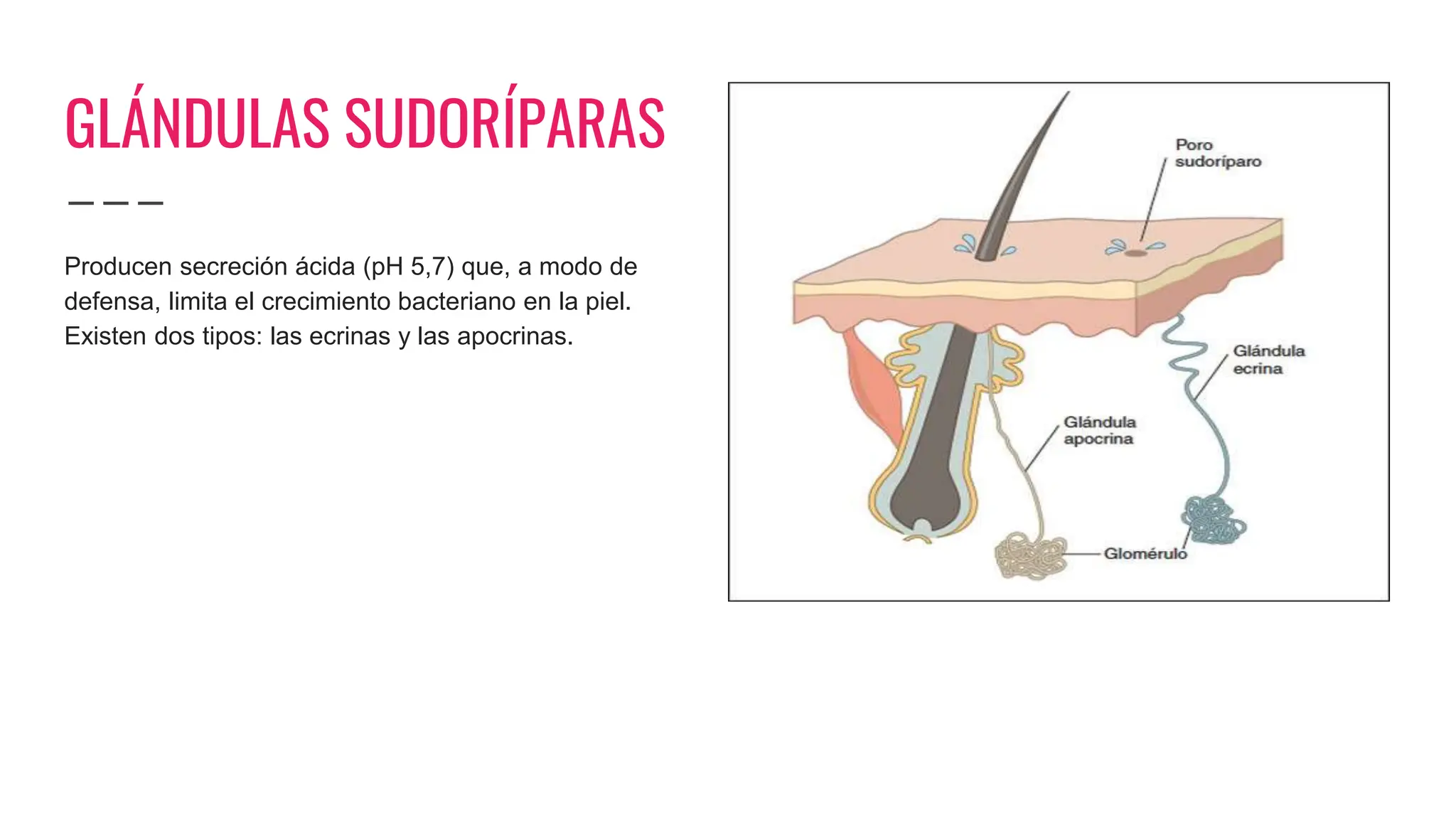 ANEXOS DE LA PIEL, pelo uñas, glándulas (1).pptx