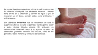 ANEXOS DE LA PIEL, pelo uñas, glándulas (1).pptx