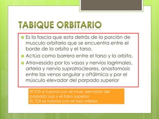 Anexos del ojo: parpado | PPTX