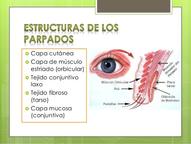 Anexos del ojo: parpado