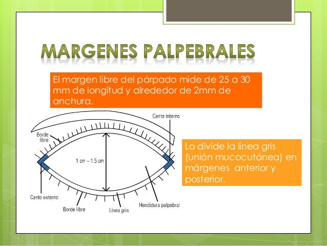 Anexos del ojo: parpado