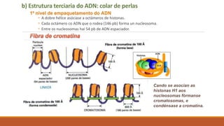 Anexo UD 1: ÁCIDOS NUCLEICOS | PPTX