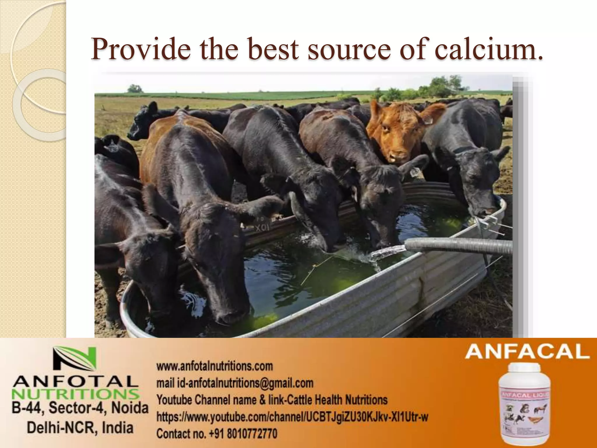 Cattle calcium supplement | PPT