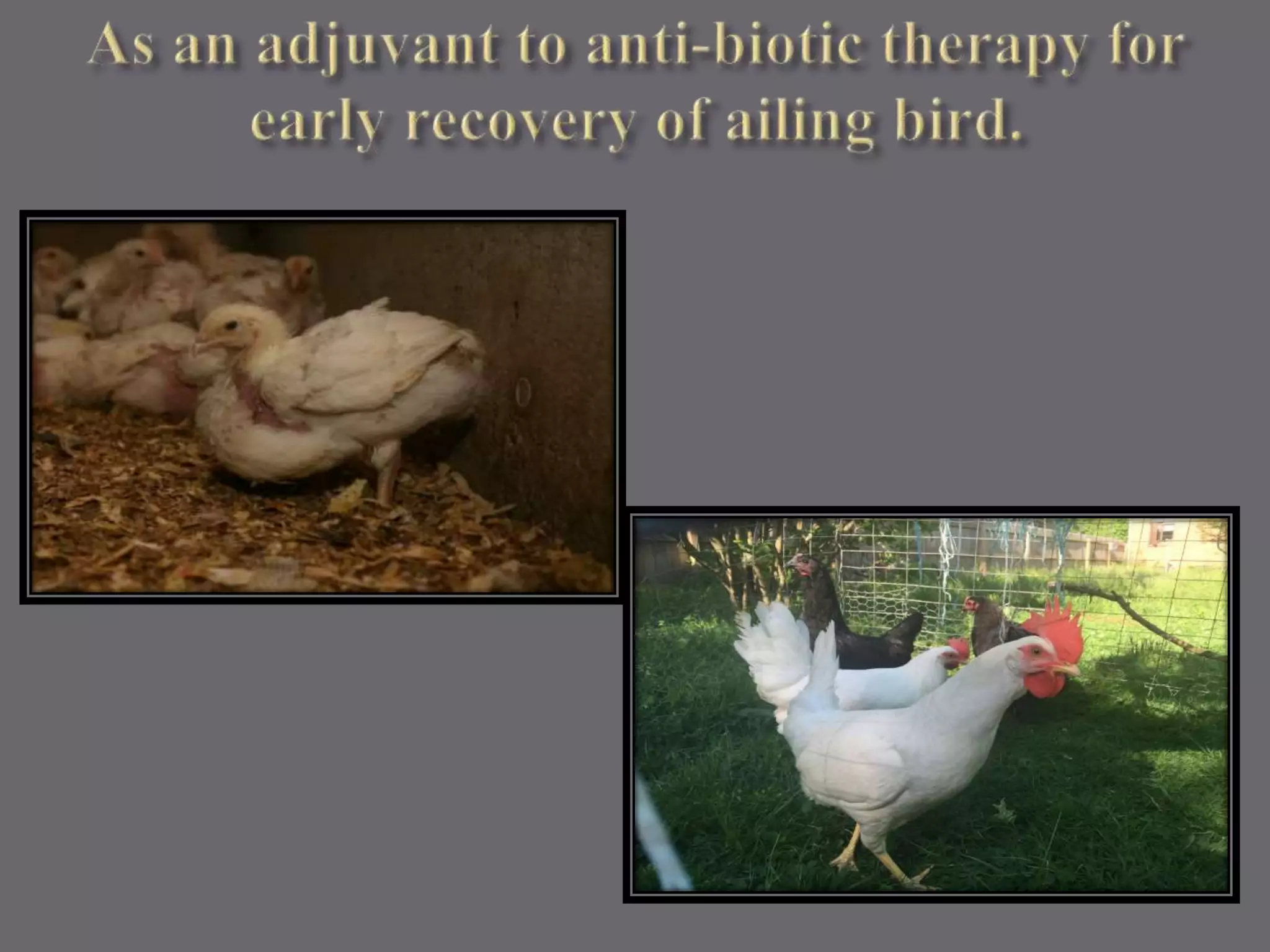 Liver Tonic for Poultry | PPTX