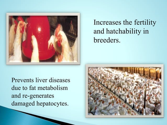 Liver Tonic for Poultry | PPTX