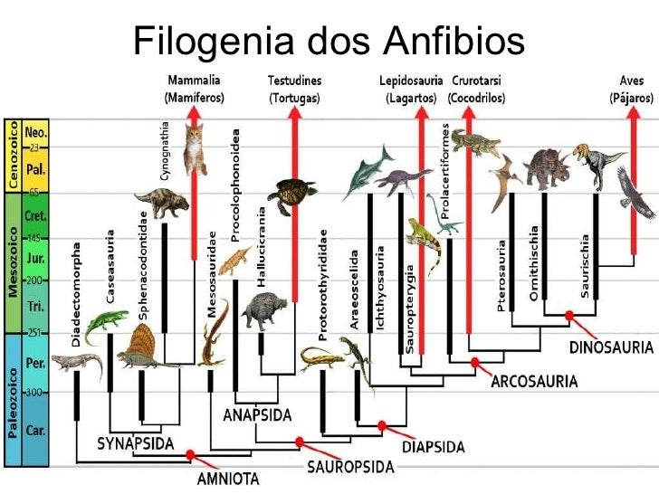 Anfíbios e peixes 1o a