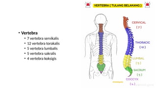 Anatomi dan Fisiologi FASE E SISTEM SKELETAL.pptx
