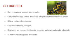 Anfibi | PDF