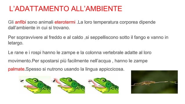 Anfibi | PDF