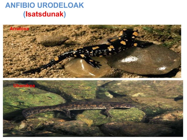 Anfibio motak | PPTX