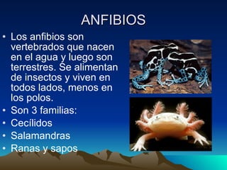 Anfibios | PPT