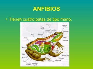 Anfibios | PPT