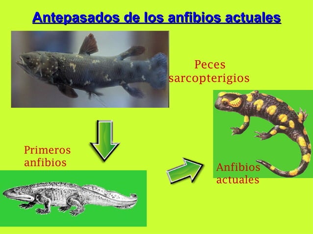 Anfibios | PPT
