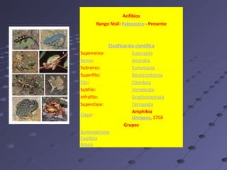 Anfibios Daniela Moreno | PPT