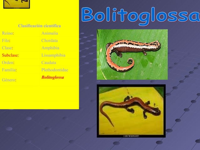 Anfibios Daniela Moreno | PPT