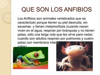 Anfibios | PPTX
