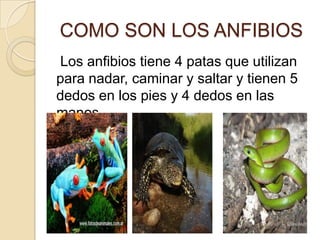Anfibios | PPT