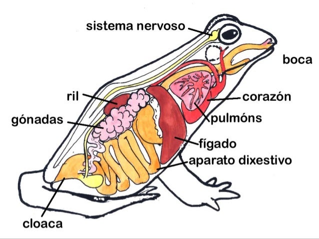 Anfibios
