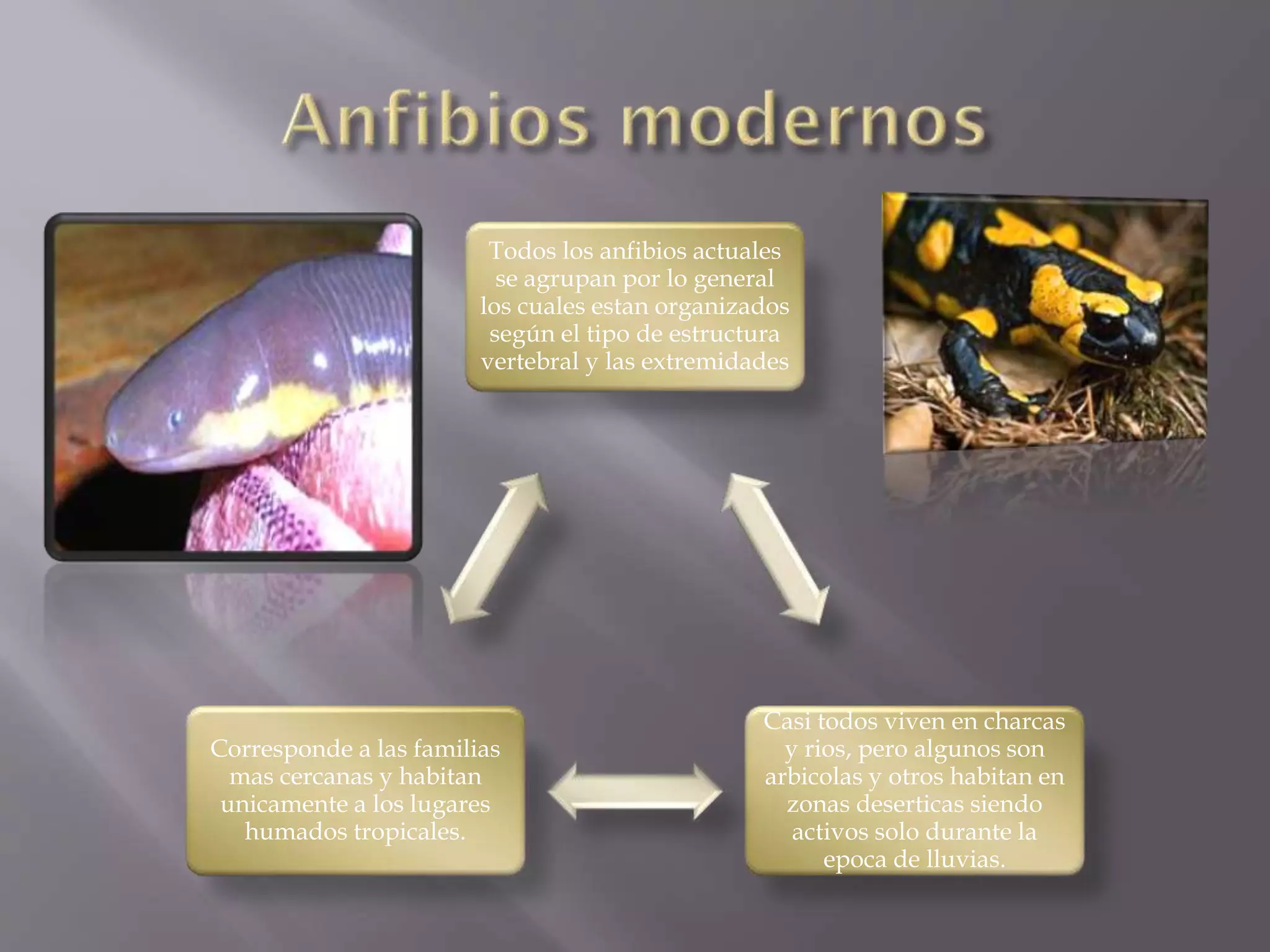 Anfibios | PPT