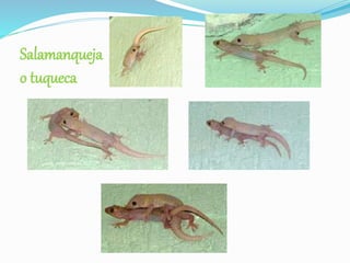 Reproduccion en Anfibios | PPTX