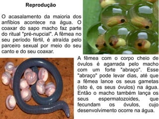 Os Anfibios | ODP