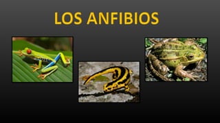 Anfibios | PPT