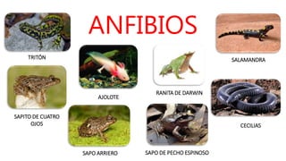 ANFIBIOS.pptx