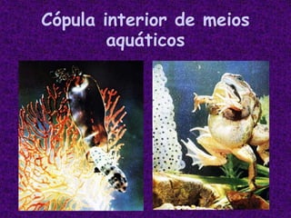 caracteristicas basicas dos anfibios para crianças | PPT