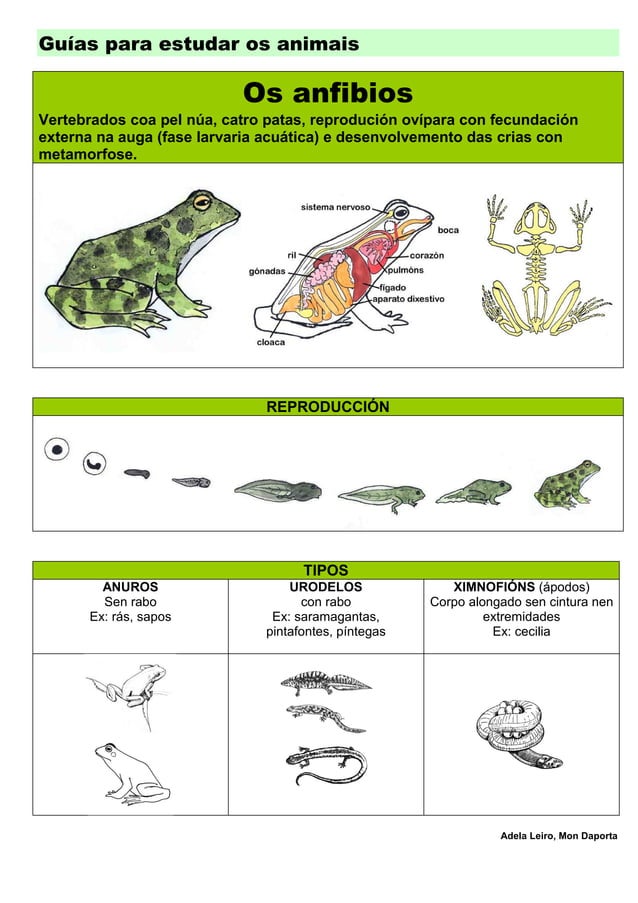 Anfibios guía | PDF