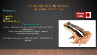 Anfibios del ecuador | PPTX