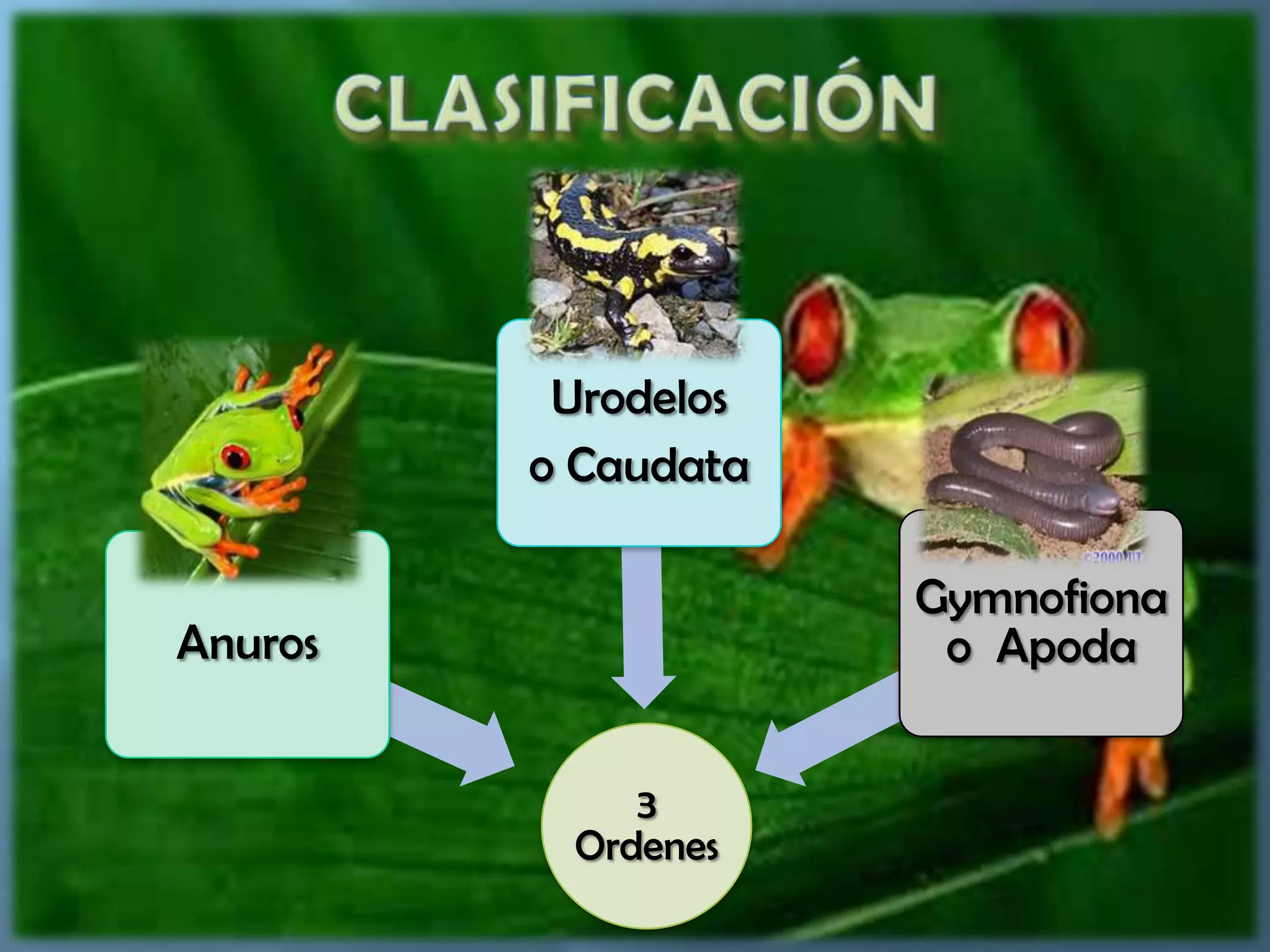 Los Anfibios por Eve Rivera | PPT