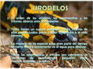 Los Anfibios por Eve Rivera | PPTX