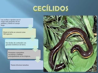 Los Anfibios por Eve Rivera | PPTX
