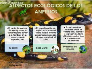 Los Anfibios por Eve Rivera | PPTX