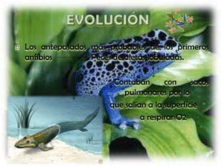 Los Anfibios por Eve Rivera | PPTX