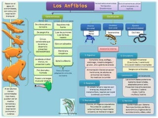Los Anfibios por Eve Rivera | PPTX