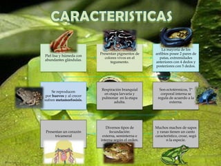 Los Anfibios por Eve Rivera | PPTX