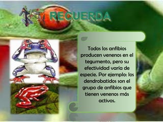 Los Anfibios por Eve Rivera | PPTX