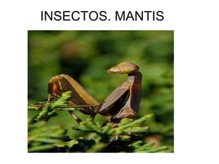 Anfibios e insectos | PPT