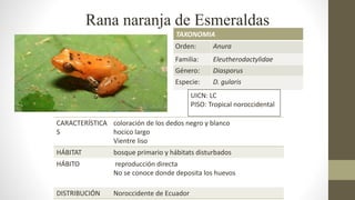 Anfibios piso tropical noroccidental | PPTX