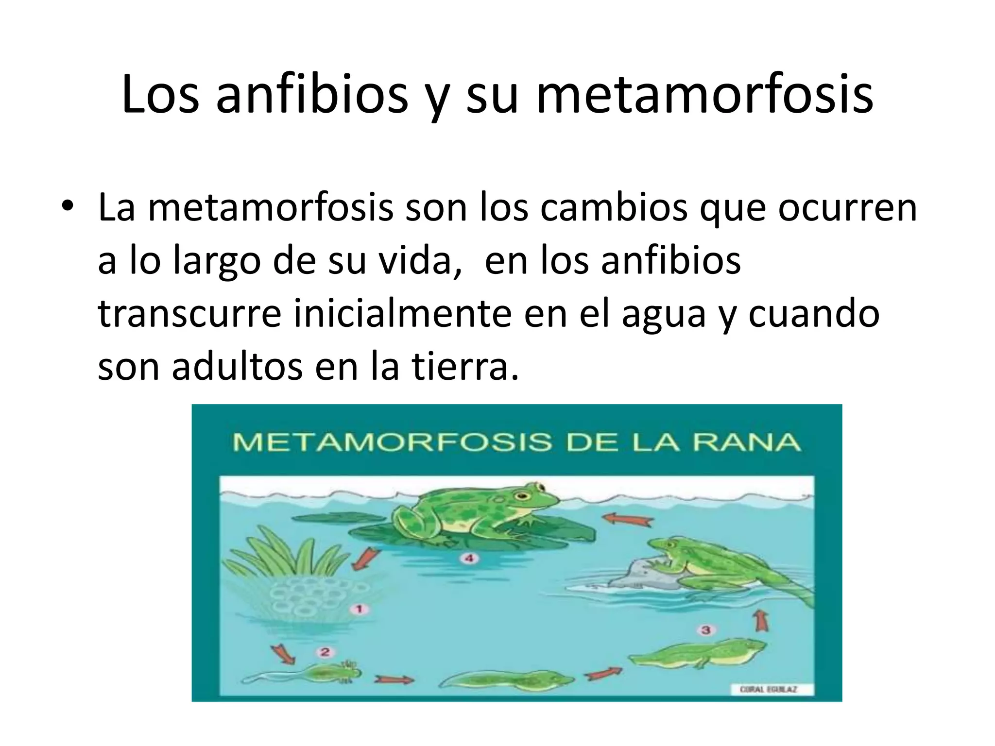 Anfibios y peces | PPT