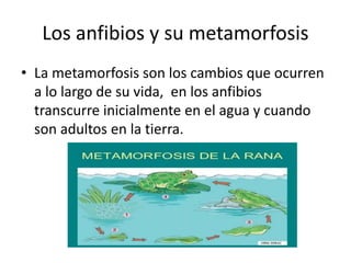 Anfibios y peces | PPTX