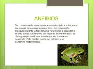 Anfibios y reptiles | PPT
