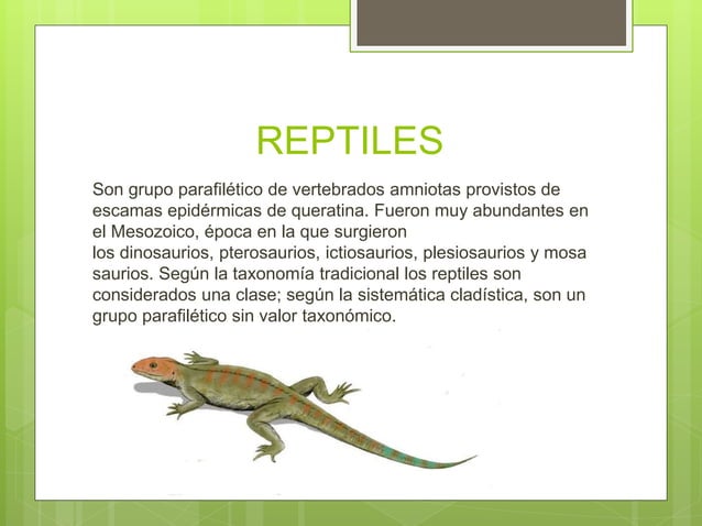 Anfibios y reptiles | PPT