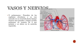 Anatomia corazon y pulmones | PPTX