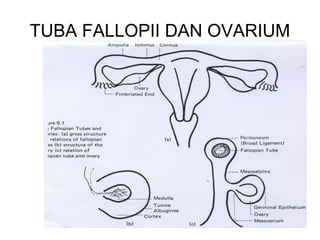 Anatomi Fisiologi Reproduksi Wanita | PPT