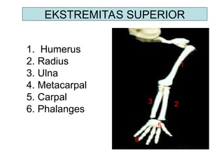 pendahuluan anatomi fisiologi manusia.ppt