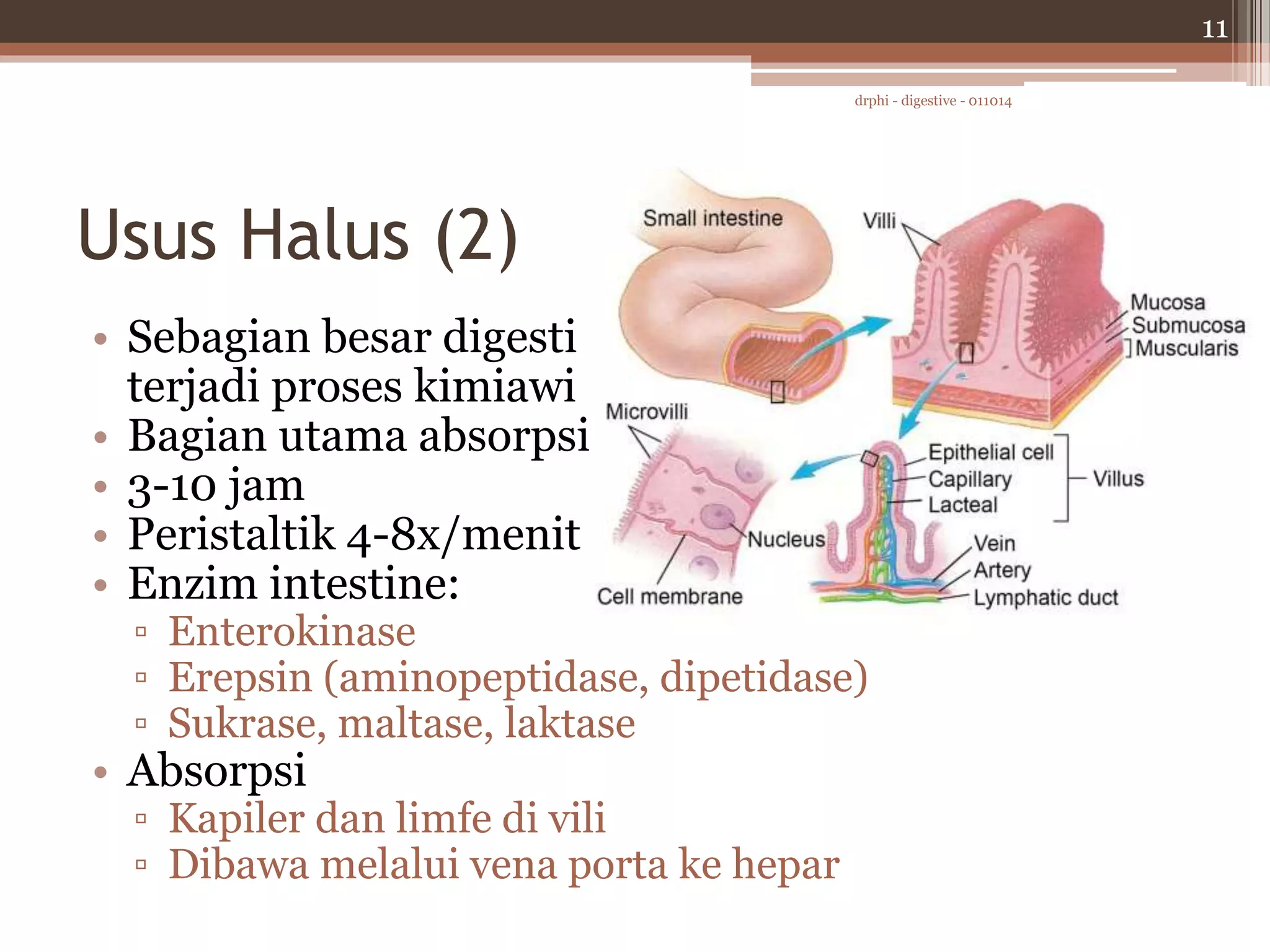 Anatomi Fisiologi Sistem Pencernaan | PPTX