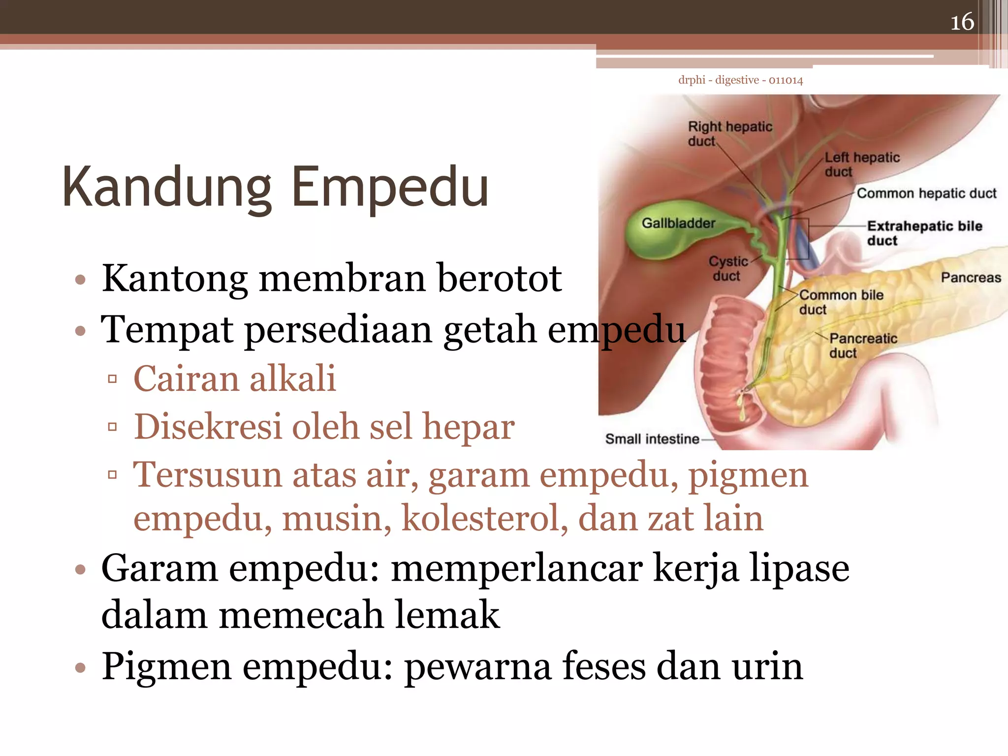 Anatomi Fisiologi Sistem Pencernaan | PPTX