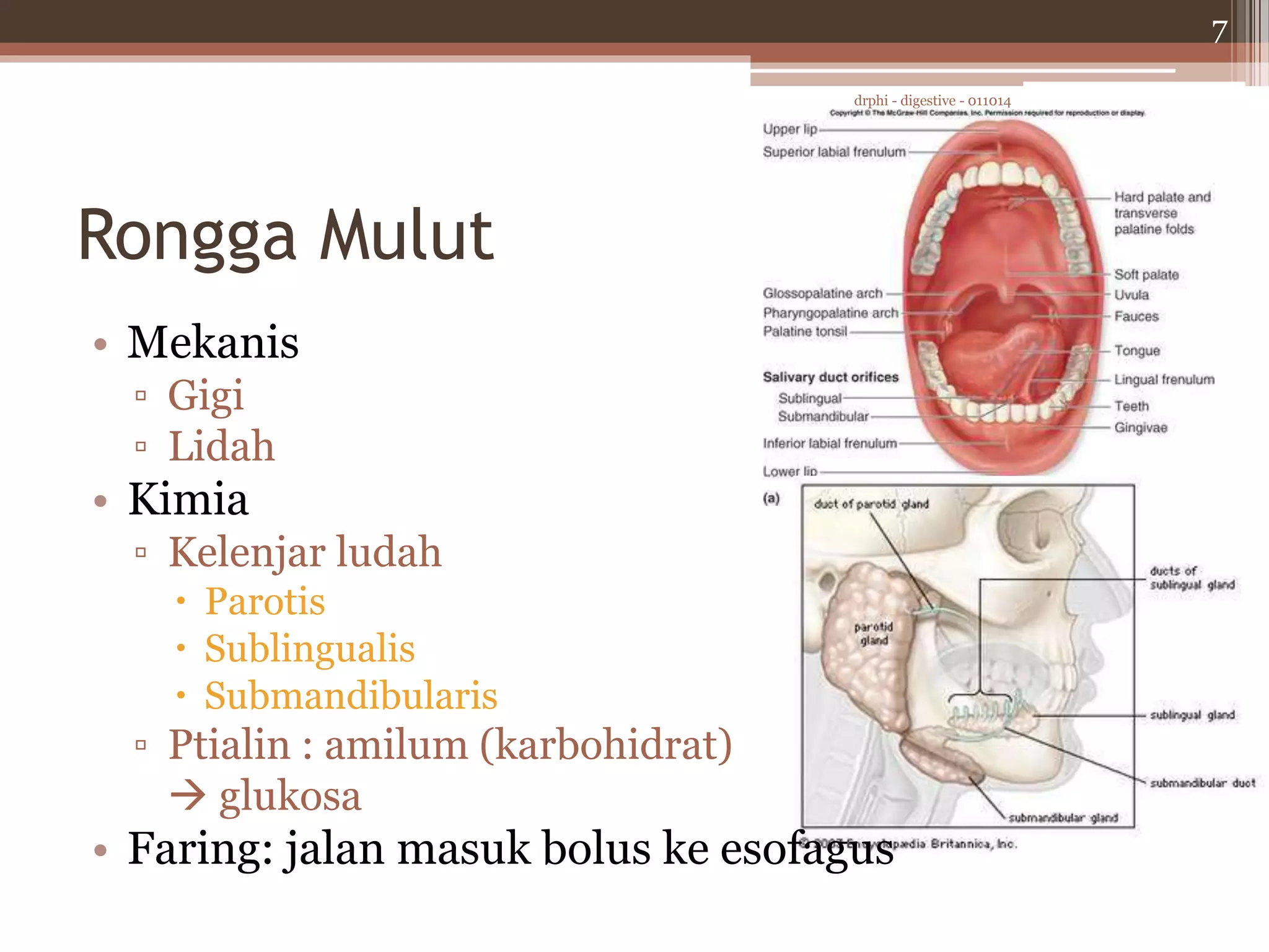 Anatomi Fisiologi Sistem Pencernaan | PPTX